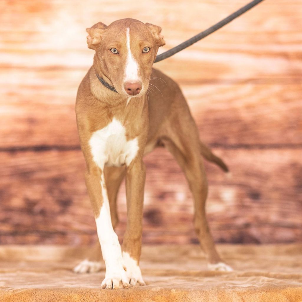 Podenco Andaluso – podencosangels