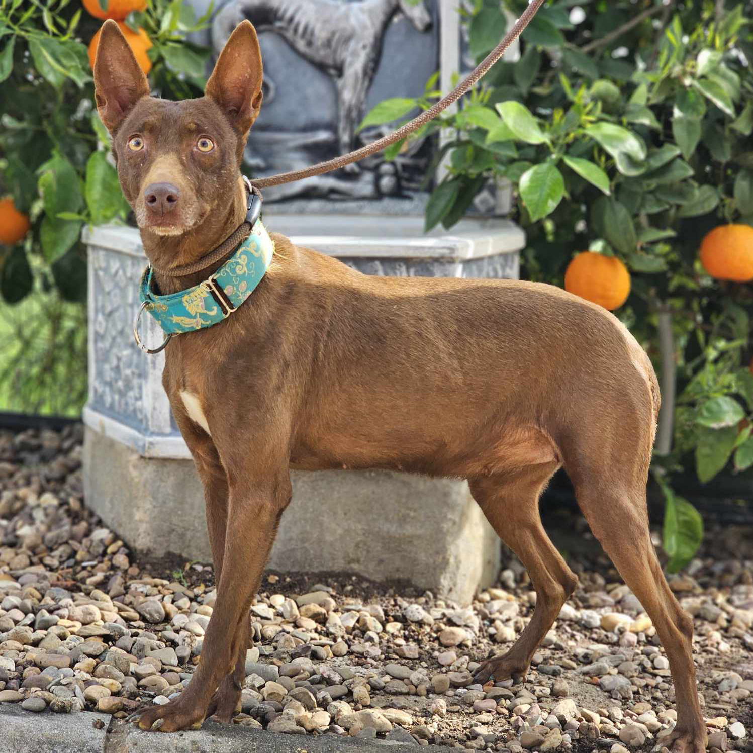 Podenco Andaluso – podencosangels