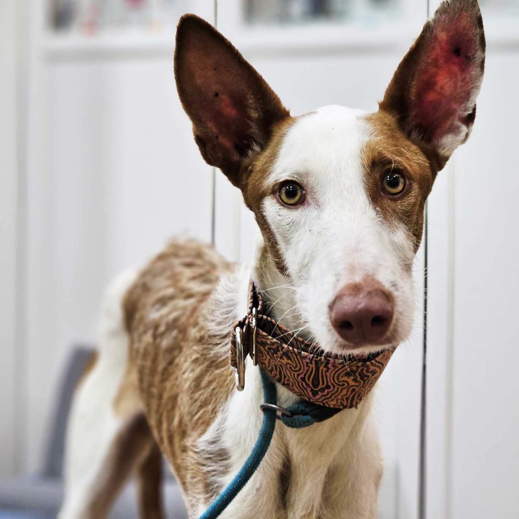 Podenco Andaluso – podencosangels