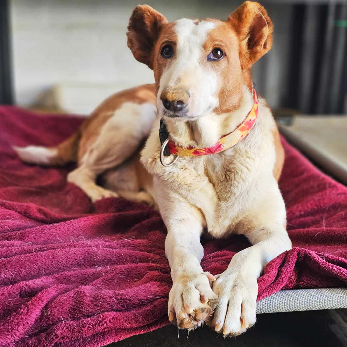 Podenco Andaluso – podencosangels