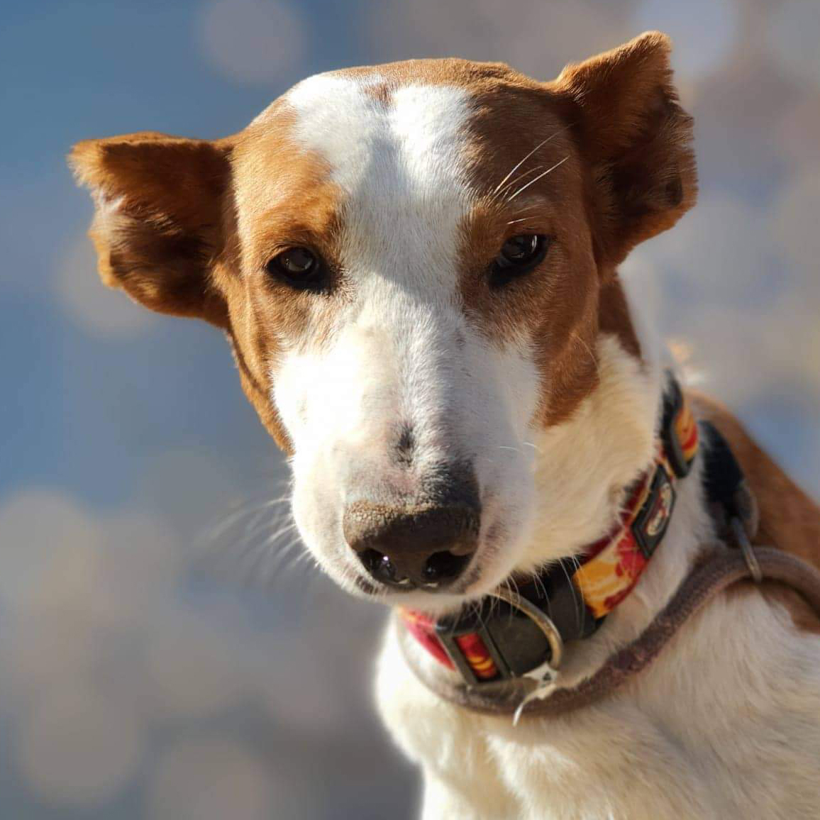 Podenco Andaluso – podencosangels
