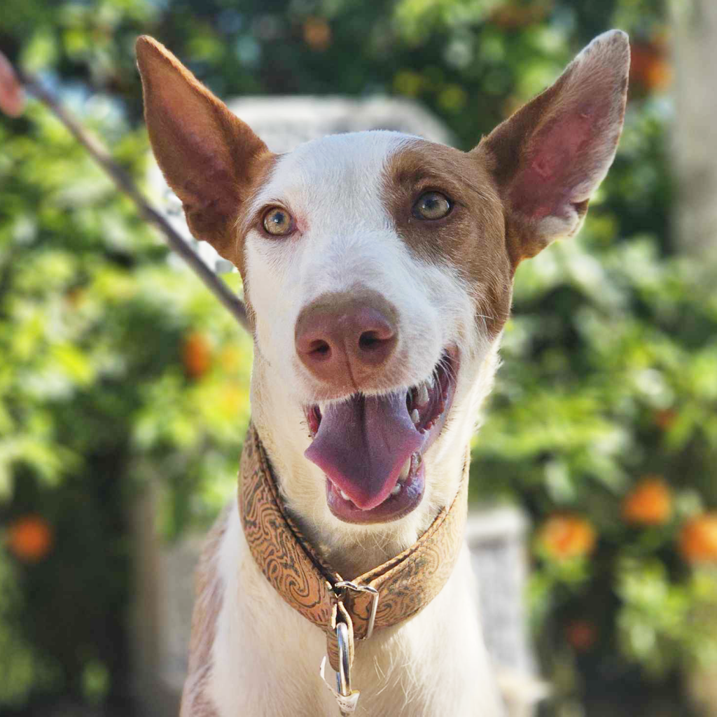 Podenco Andaluso – podencosangels