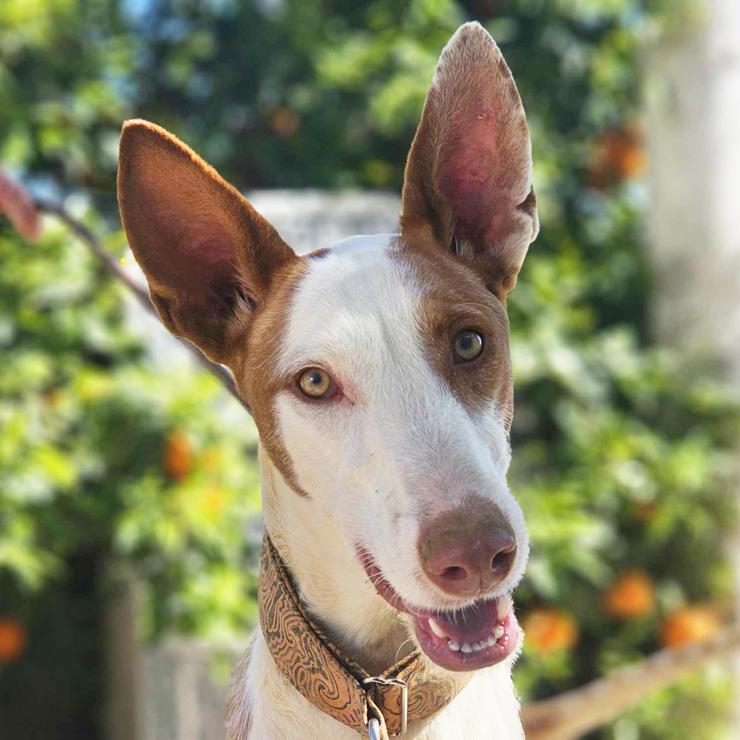 Podenco Andaluso – podencosangels