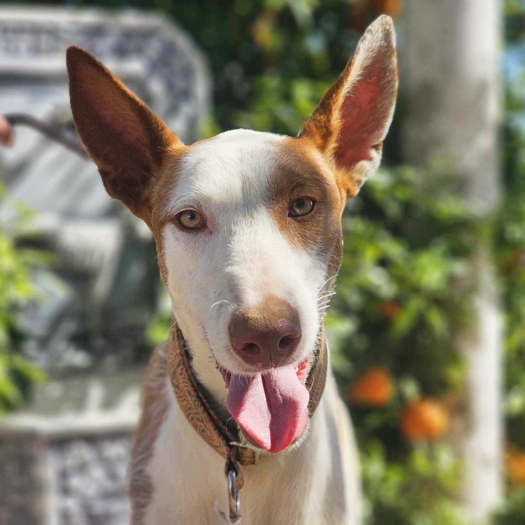 Podenco Andaluso – podencosangels